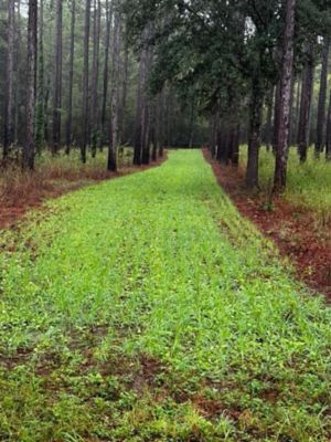 Domain Outdoor Domain Forage Oats at Tractor Supply Co.
