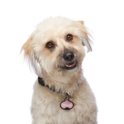 YIP Smart Tag Pet Tag and Tracker, Oval, Works with Samsung Galaxy ...