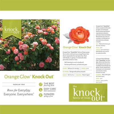 Knockout 2 gal. Potted Orange Glow Rose Plant at Tractor Supply Co.