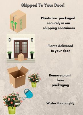 Knockout 2 gal. Potted Orange Glow Rose Plant at Tractor Supply Co.