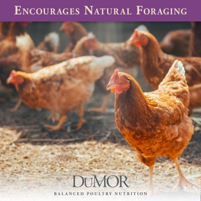 DuMOR Cracked Corn with Purple Corn Poultry Feed, 10 lb. Bag at Tractor ...