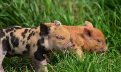 Kent Nexgen Swine Premix Pig Feed for Idaho Pasture Pigs, 50 lb. Bag at ...