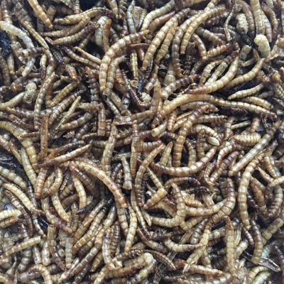 Flock Fest Dried Mealworms Poultry Treats, 3 pk.