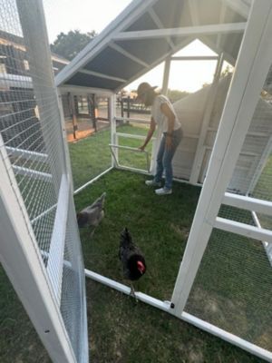 Zylina 3-Compartment Universal Modern Poultry Pen with Nesting ...