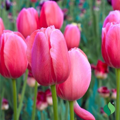DeGroot 6 in. Potted Sprouted Tulip Carola Bulb at Tractor Supply Co.