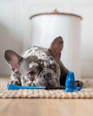 Paw Ready Dog Toothbrush Assistant, Bite Block for Medium Dog or Cat, Blue