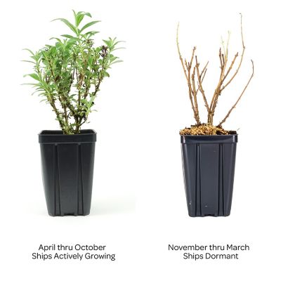 Bloomin' Easy Jumbo Pint Birthday Cake Buddleia at Tractor Supply Co.