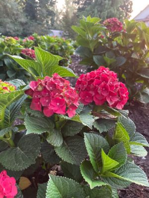 Bloomin' Easy Jumbo Pint Potted Cherry-Go-Round Reblooming Hydrangea ...