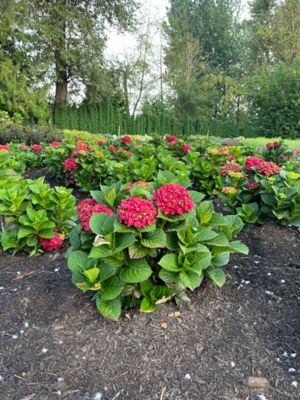 Bloomin' Easy Jumbo Pint Potted Cherry-Go-Round Reblooming Hydrangea ...