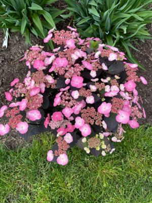 Bloomin' Easy Jumbo Pint Pink Dynamo Mountain Hydrangea at Tractor ...