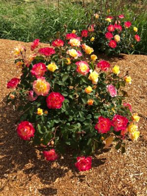 Bloomin' Easy Jumbo Pint Gumball Goody Rose at Tractor Supply Co.