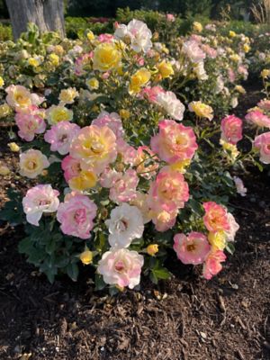 Bloomin' Easy Jumbo Pint Gumball Goody Rose at Tractor Supply Co.