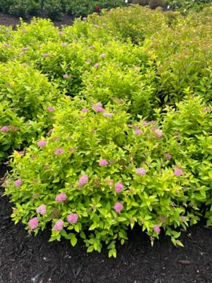Bloomin' Easy 2 gal. Pineapple Poprocks Spirea at Tractor Supply Co.