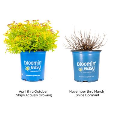 Bloomin' Easy 2 gal. Pineapple Poprocks Spirea at Tractor Supply Co.