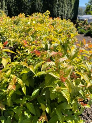 Bloomin' Easy 1 gal. Firefly Diervilla at Tractor Supply Co.