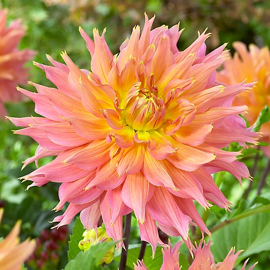 Van Zyverden Dahlias Orfeo, Set of 5 Bulbs at Tractor Supply Co Van Zyverden Dahlias Orfeo, Set of 5 Bulbs at Tractor Supply Co