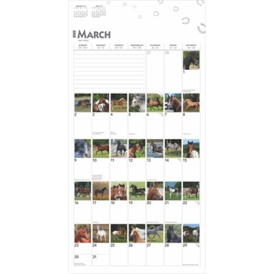 Browntrout Publishers 365 Days of Horses 2025 12 x 24 in. Monthly ...
