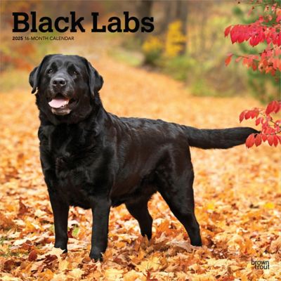 Browntrout Publishers Black Labrador Retriever Puppies 2025 12 x 24 in ...