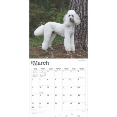 Browntrout Publishers Poodles 2025 12 x 24 in. Monthly Square Wall ...