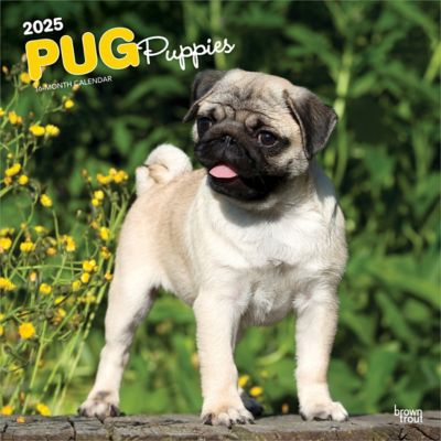 Browntrout Publishers Pugs 2025 12 x 24 in. Monthly Square Wall ...