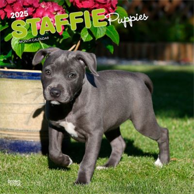 Browntrout Publishers Staffordshire Bull Terriers Puppies 2025 12 x 24 ...