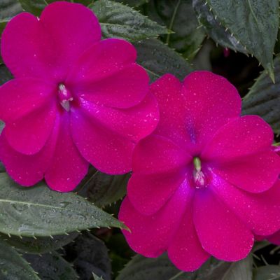 National Plant Network 2.5 in. Impatiens Compact Rose Glow SunPatiens ...