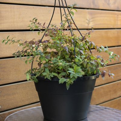 National Plant Network 1 gal. Potted Deep Red/Green Bushel and Berry ...