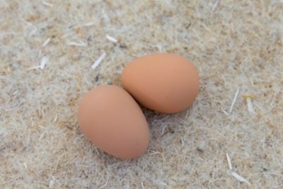 My Favorite Chicken Natural Hemp Fiber Premium Laying Hen Nest Pads, 5 ...