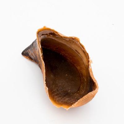 Purposeful Pup Beef Hooves, 25 Bulk at Tractor Supply Co.