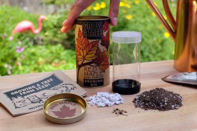 The Jonsteen Company Red Maple Tree Seed Grow Kit at Tractor Supply Co