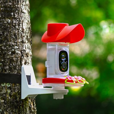 BERDZ Smart Hummingbird Feeder with Camera, Detached Solar Panel, App ...