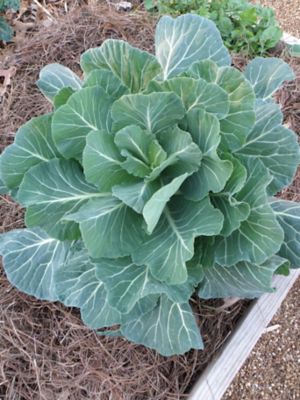 Bonnie Plants Blue Collards, Live Plants, 6 pk. at Tractor Supply Co