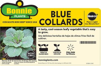 Bonnie Plants Blue Collards, Live Plants, 6 pk. at Tractor Supply Co.