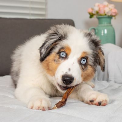 Natural Cravings Standard Steer Bully Stick, 3 pk., 6 in. Dog Chew Treat