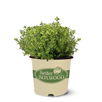 Better Boxwood 1 gal. Renaissance Boxwood Shrub at Tractor Supply Co