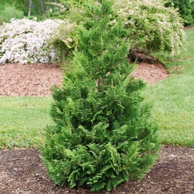 Proven Winners 2 Gal. Cedar Rapids Cypress Shrub at Tractor Supply Co.