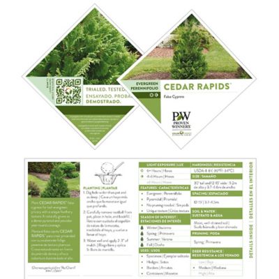 Proven Winners 2 Gal. Cedar Rapids Cypress Shrub at Tractor Supply Co.