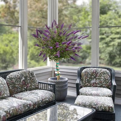 National Plant Network 1 gal. Tree form Buddleia Black Knight with Dark ...