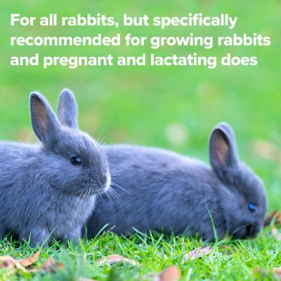 Kent Blue Seal Field and Farm 17 Pelleted Rabbit Food, 50 lb. Bag at ...