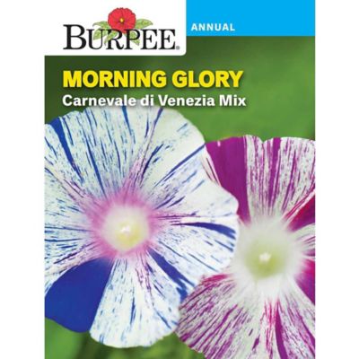 Burpee Flower, Annual, Morning Glory Carnivale di Venezia Mix Seeds at ...