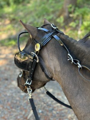 Star Point Horsemanship Miniature Horse Driving Complete Harness Set at ...