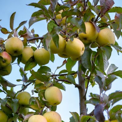 National Plant Network Bareroot Dorsett Golden Apple Tree at Tractor ...