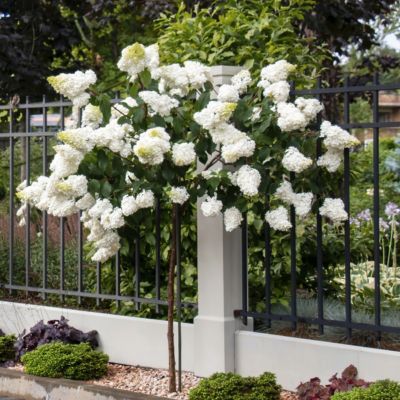 National Plant Network 2 gal. Hydrangea Limelight Tree