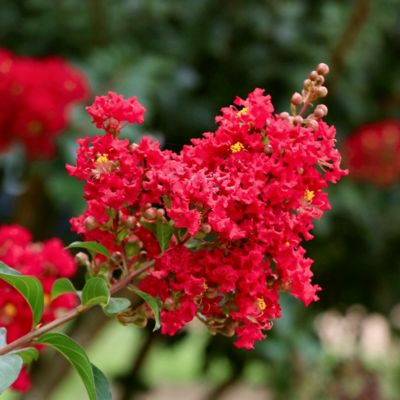 National Plant Network 3 gal. Crape Myrtle Miss Frances at Tractor ...
