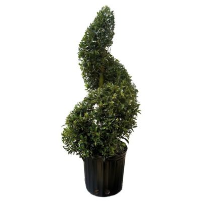National Plant Network 3 gal. Eugenia Spiral Topiary 36 in. at Tractor ...