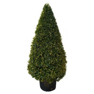 National Plant Network 3 gal. Eugenia Cone Topiary 38 in. at Tractor ...