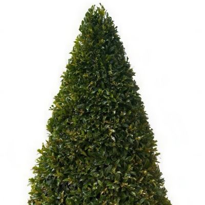 National Plant Network 3 gal. Eugenia Cone Topiary 38 in. at Tractor ...