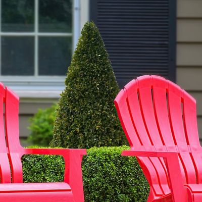 National Plant Network 3 gal. Eugenia Cone Topiary 38 in. at Tractor ...