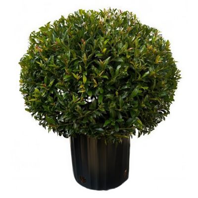 National Plant Network 3 gal. Eugenia Spiral Topiary 55 in. at Tractor ...