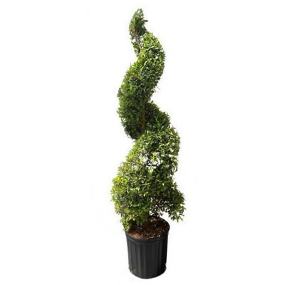 National Plant Network 3 gal. Eugenia Spiral Topiary 55 in. at Tractor ...